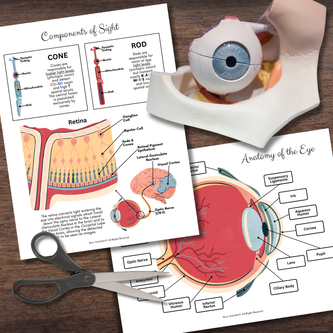 Anatomy Human EYE Model - Full Color Anatomically Correct 2D Dissectio ...