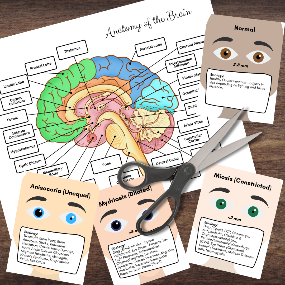 Anatomy Human BRAIN Model - Full Color Anatomically Correct 2D Dissect ...