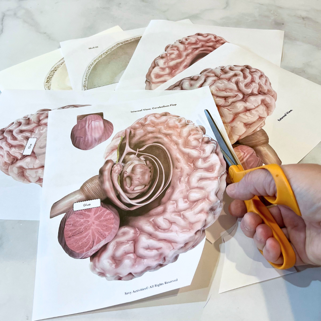 Anatomy Human BRAIN Model - Full Color Anatomically Correct 2D Dissect ...