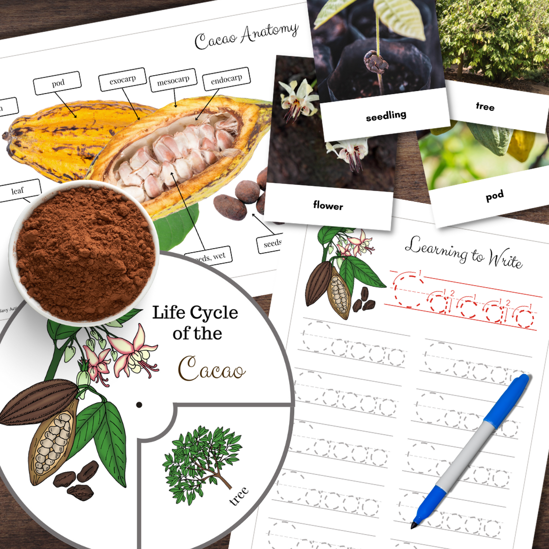 Montessori-Inspired Chocolate Cocoa Cacao Life Cycle Spinner, Anatomy ...