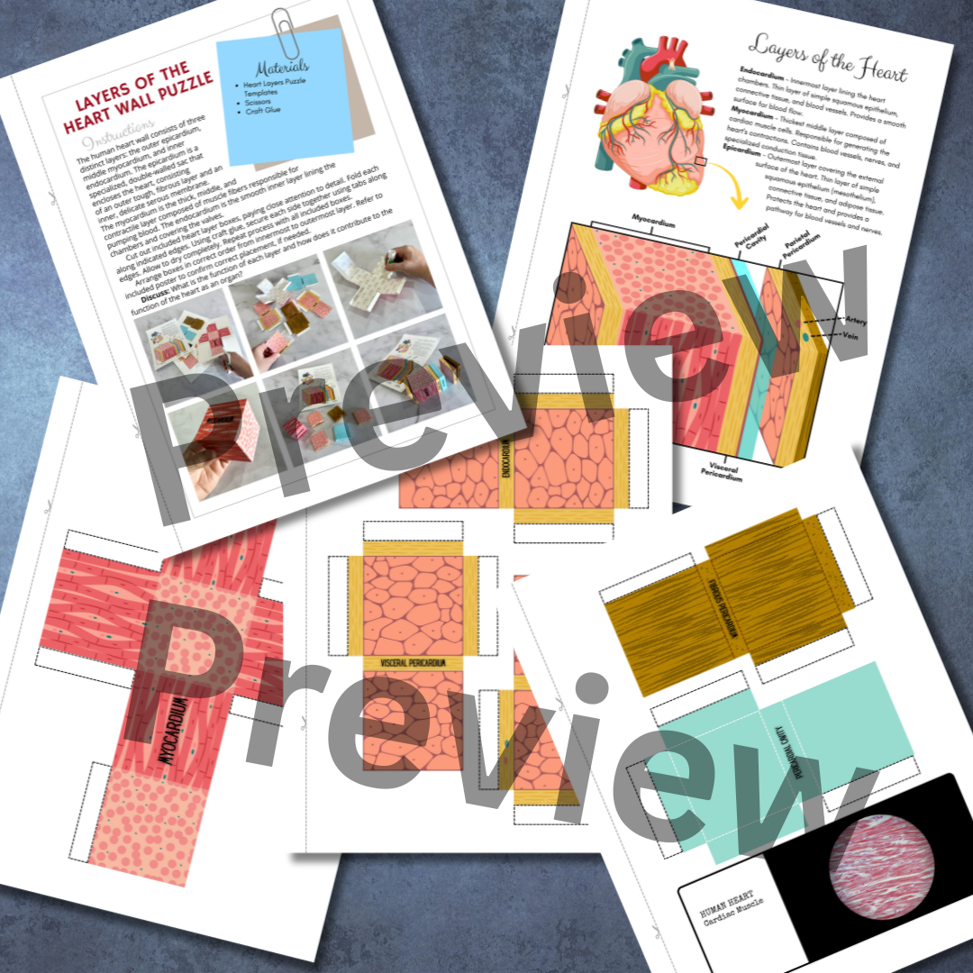 Anatomy HUMAN HEART - Layers of the Heart Wall Puzzle - Full Color Ana ...