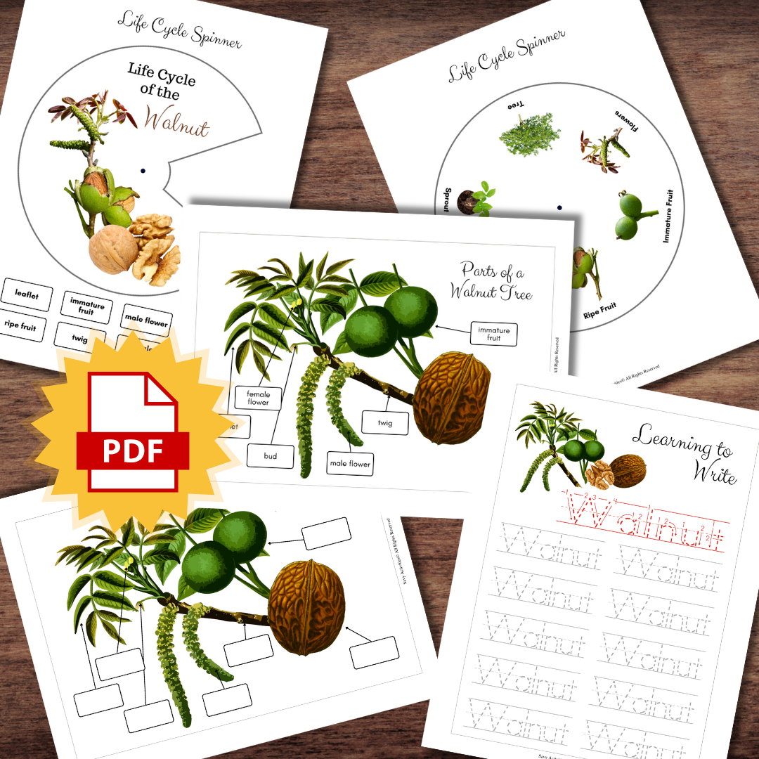 Montessori-Inspired WALNUT Tree Plant Fruit | Life Cycle, Anatomy & Tr ...