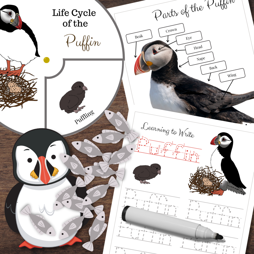 Montessori Inspired Puffin Mini-Study Life Cycle, Parts of, Tracing ...
