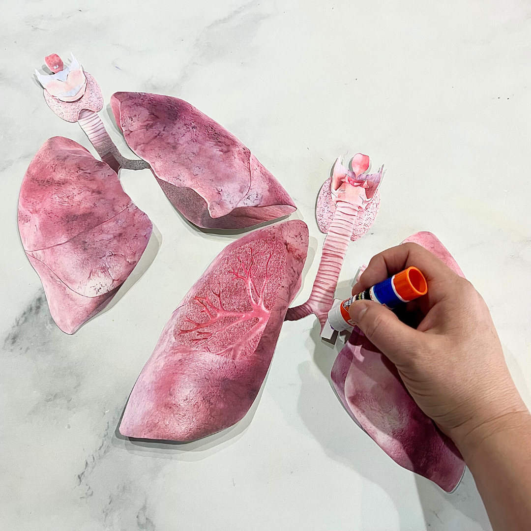 Anatomy HUMAN LUNGS Respiratory System - Full Color Anatomically Corre ...