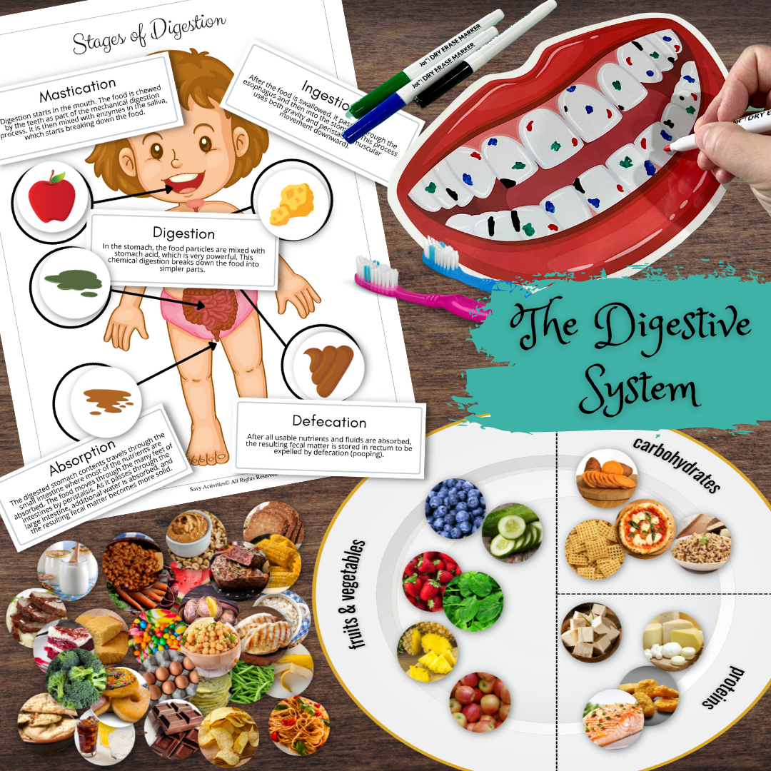 Human Anatomy Digestive System Matching, Hands-on Activity & Healthy P ...