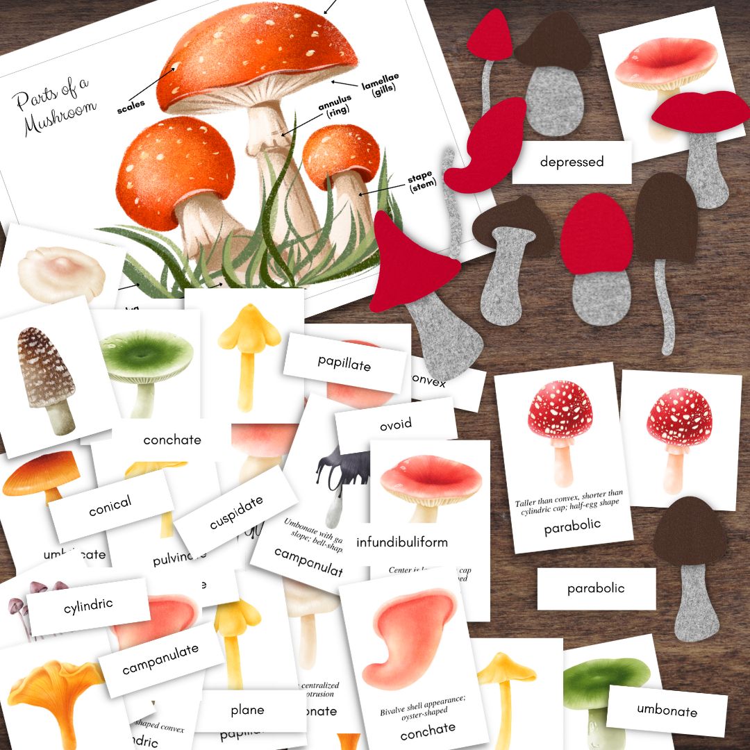 Montessori-Inspired Mushroom Pileus (Cap) Shape Watercolor Cards & Tem ...