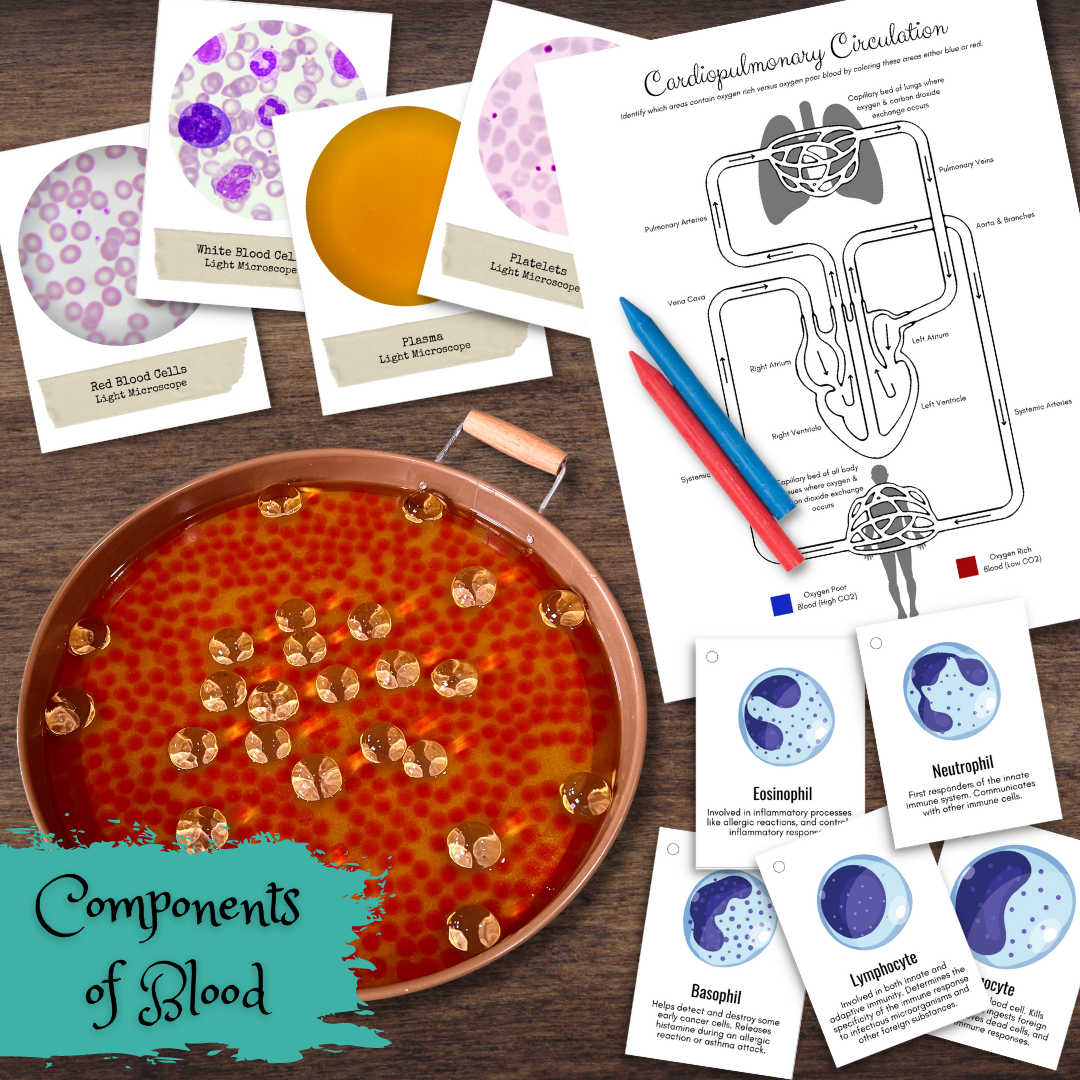 Human ANATOMY Heart, Lungs & Blood Educational Bundle Poster & Flashca ...