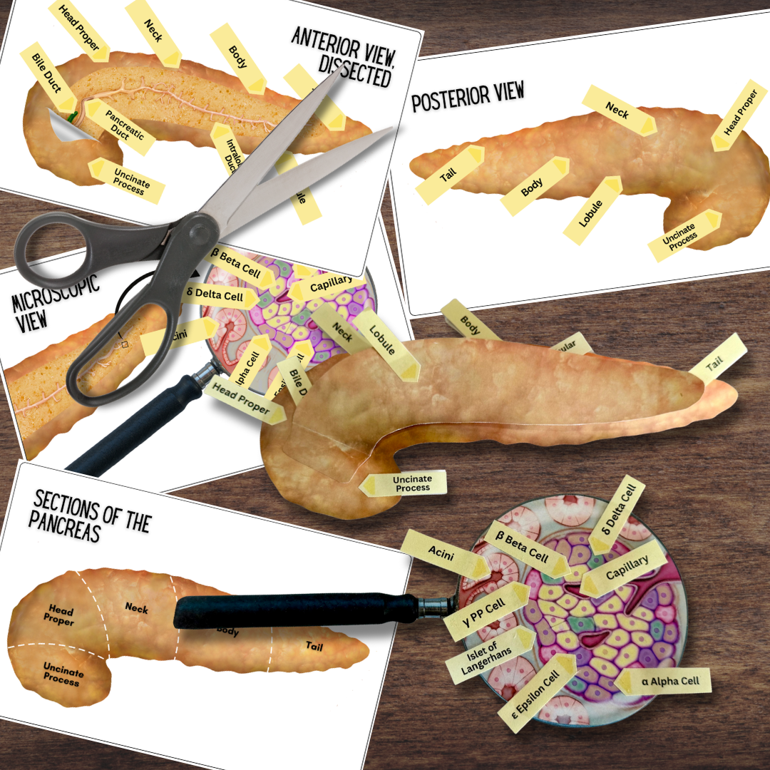 Anatomy HUMAN PANCREAS - Full Color Anatomically Correct 2D Dissection ...