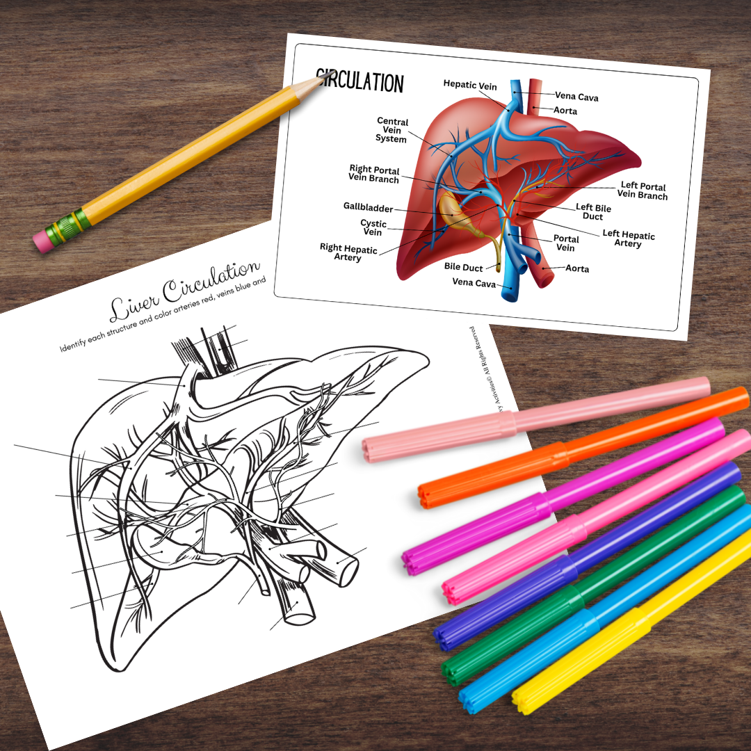 Anatomy Human LIVER Model - Full Color Anatomically Correct 2D Dissect ...