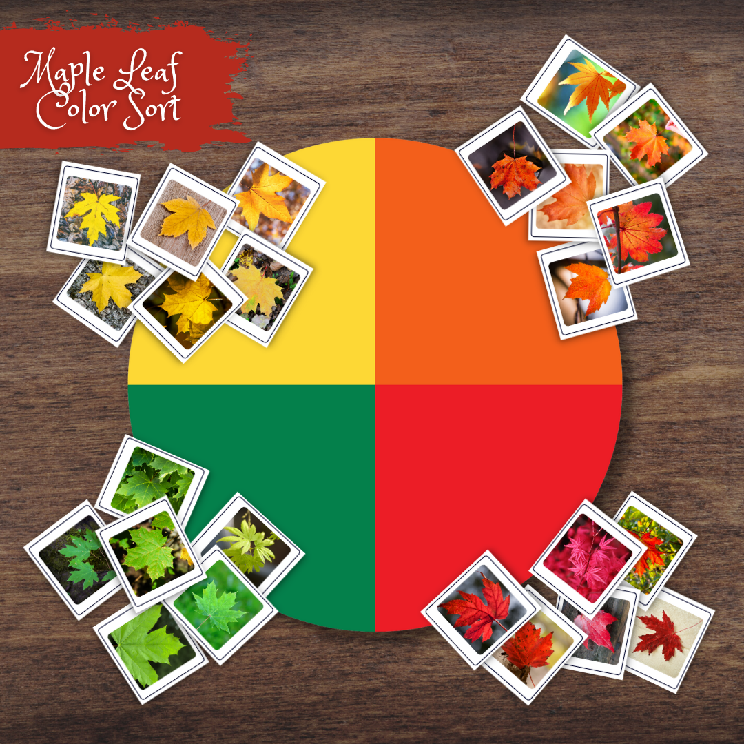 MAPLE Leaf Montessori 3-Part Cards, Lacing, Color Match & Process Art ...