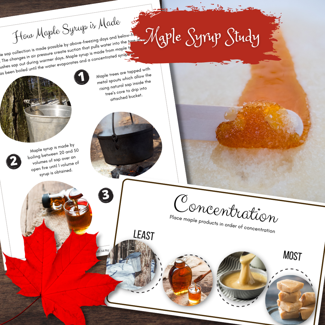MAPLE Syrup Process Poster | Dilution vs. Concentration | Maple Taffy ...