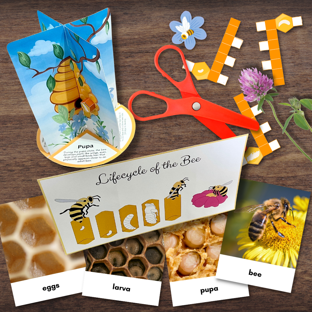 BEE Honeybee Life Cycle Model - Full Color w/Descriptions & 3-Part Pho ...