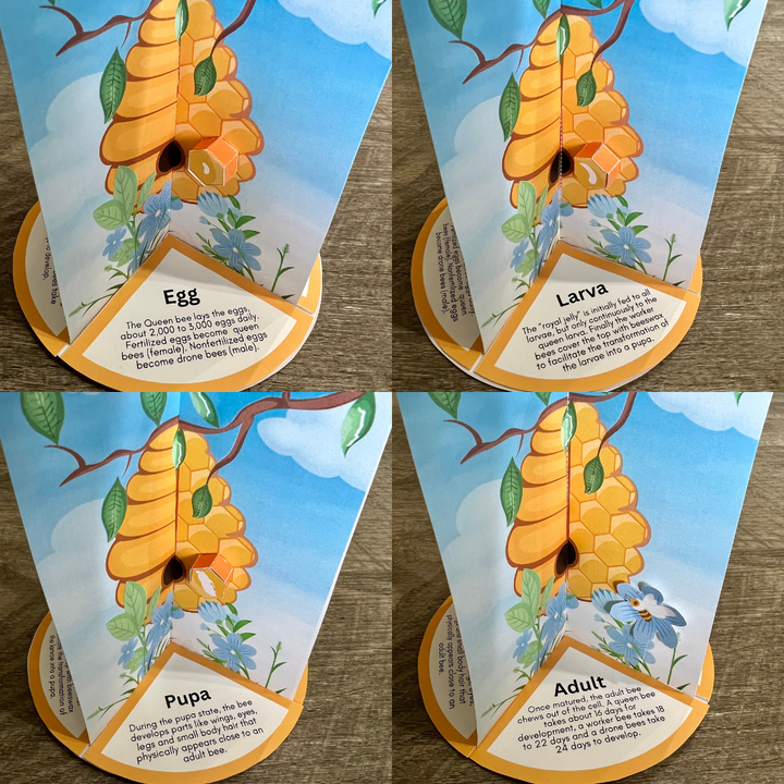 BEE Honeybee Life Cycle Model - Full Color w/Descriptions & 3-Part Pho ...