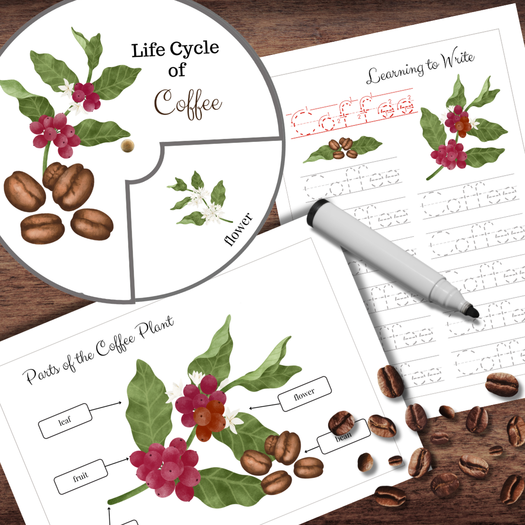 Montessori-Inspired Coffee Plant Life Cycle, Anatomy & Word Tracing ...