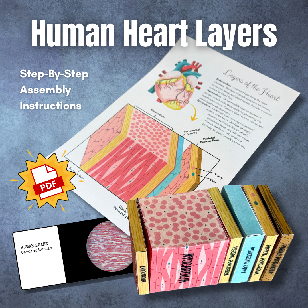 Anatomy HUMAN HEART - Layers of the Heart Wall Puzzle - Full Color Ana ...