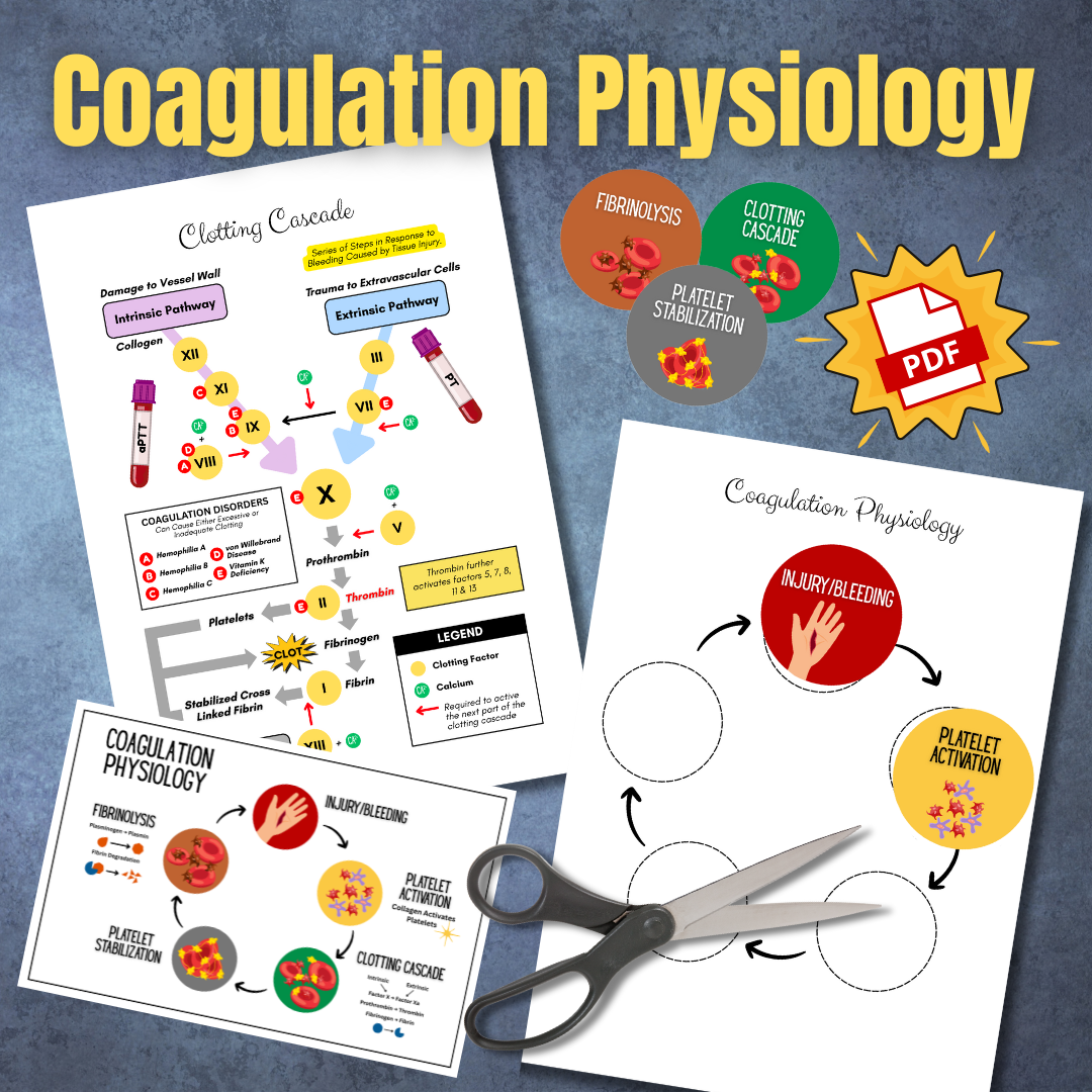 HEMATOLOGY Clotting Cascade Flowchart Poster, Coagulation Physiology M ...