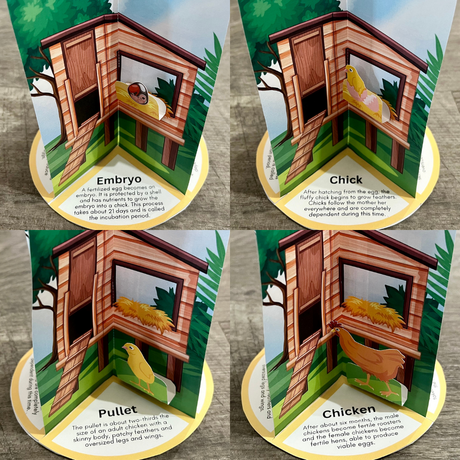 3D CHICKEN Life Cycle Model - Full Color w/Descriptions & 3-Part Photo ...