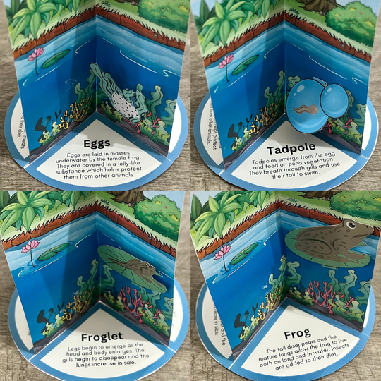 3D FROG Life Cycle Model - Full Color w/Descriptions & 3-Part Photo Ca ...