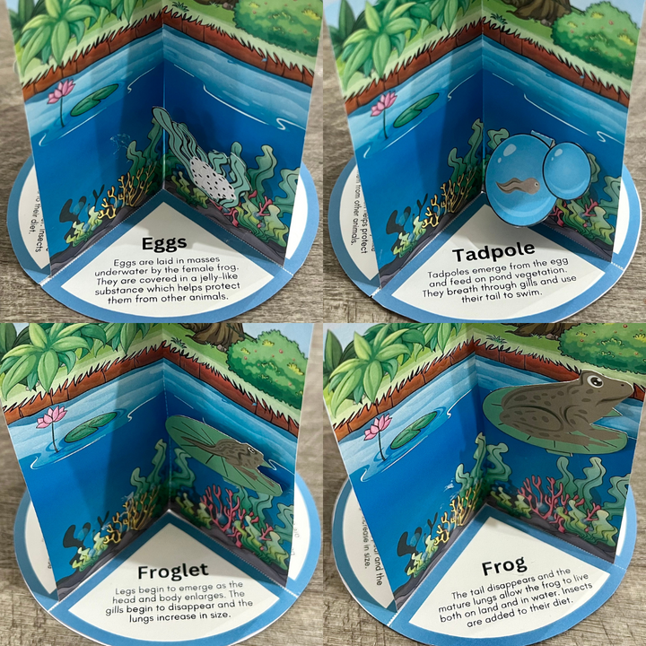 3D FROG Life Cycle Model - Full Color w/Descriptions & 3-Part Photo Ca ...