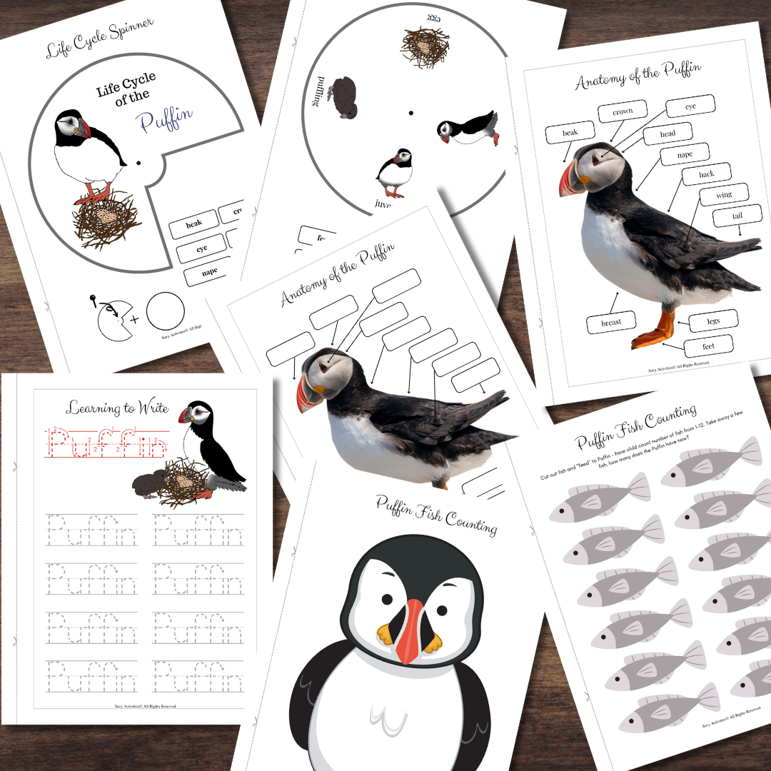 Montessori Inspired Puffin Mini-Study Life Cycle, Parts of, Tracing ...