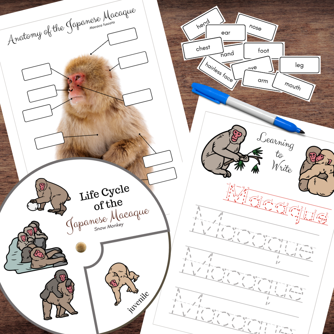Life Cycle, Anatomy & Word Tracing of Japanese MACAQUE Snow Monkey Stu ...