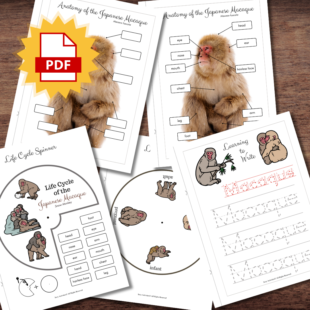 Life Cycle, Anatomy & Word Tracing of Japanese MACAQUE Snow Monkey Stu ...