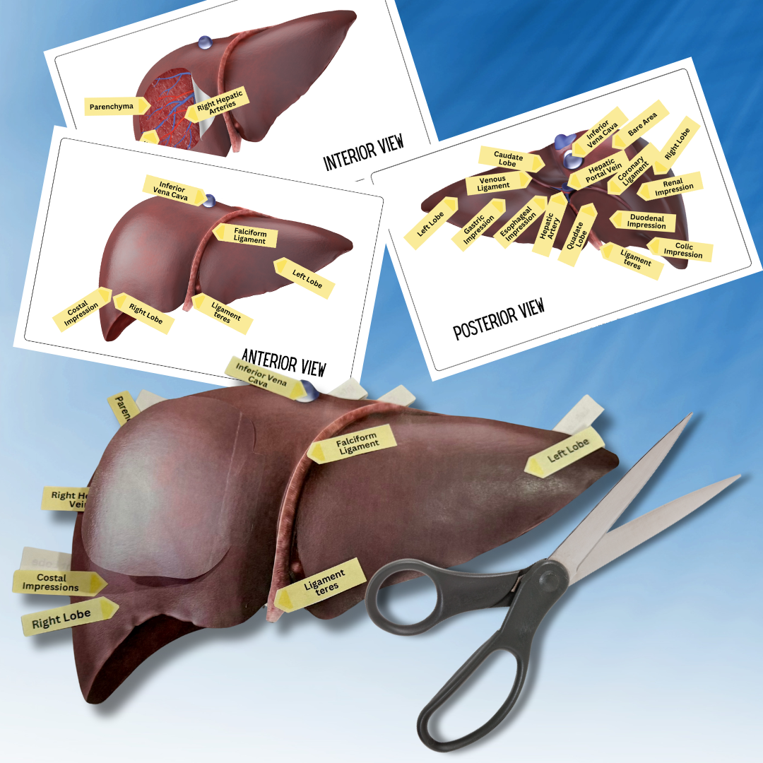 Anatomy Human LIVER Model - Full Color Anatomically Correct 2D Dissect ...