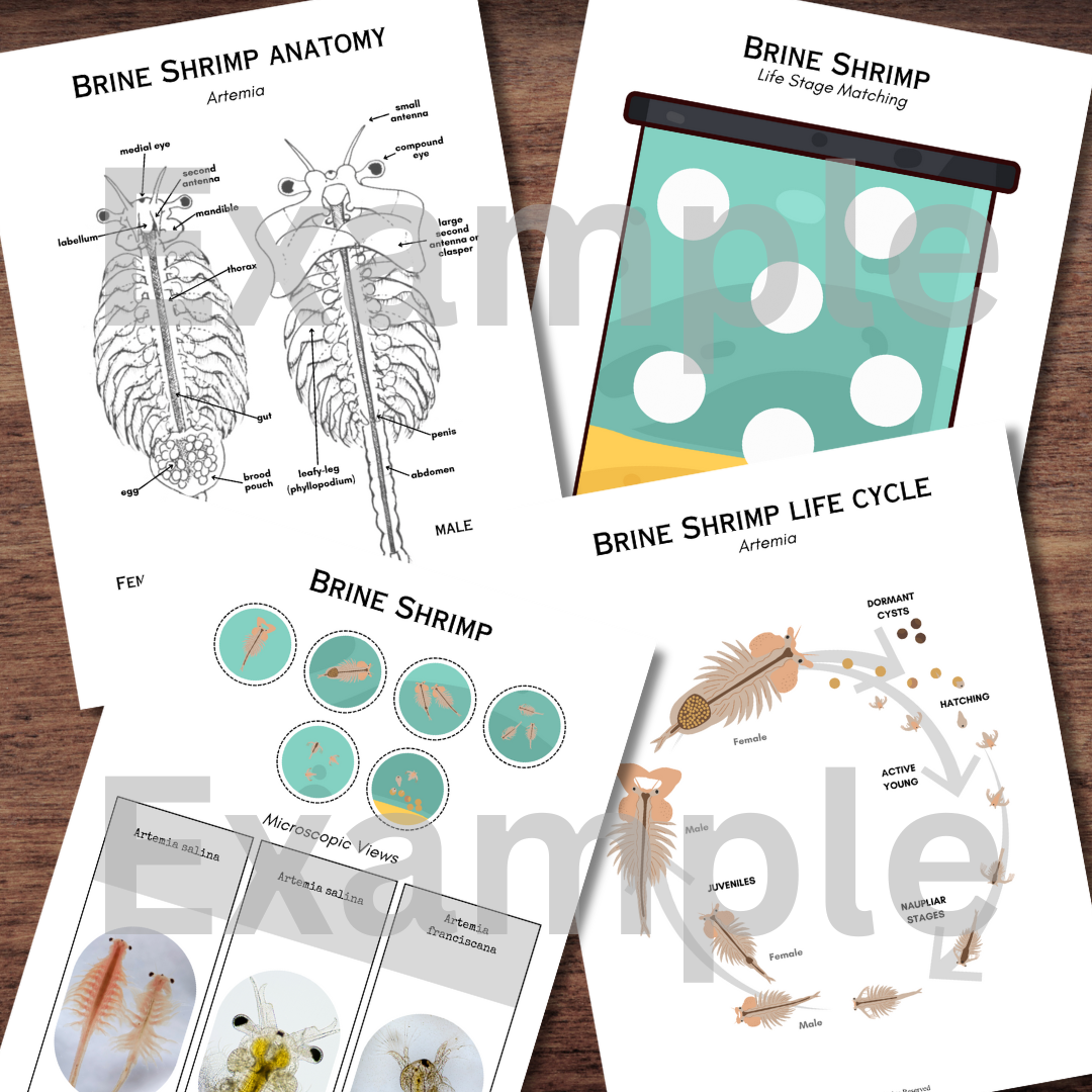 SEA Brine Shrimp Artemia Study - Anatomy, Life Cycle Matching & Micros ...