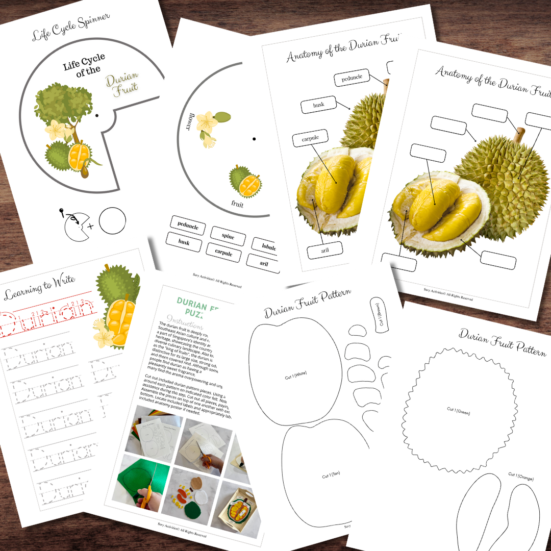 Montessori-Inspired DURIAN Fruit Plant | Life Cycle, Anatomy, Tracing ...