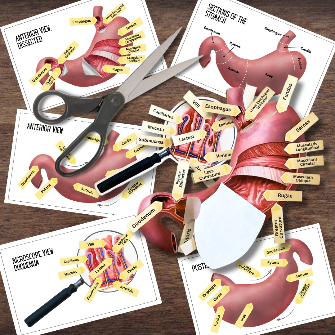 Anatomy HUMAN STOMACH - Full Color Anatomically Correct 2D Dissection ...