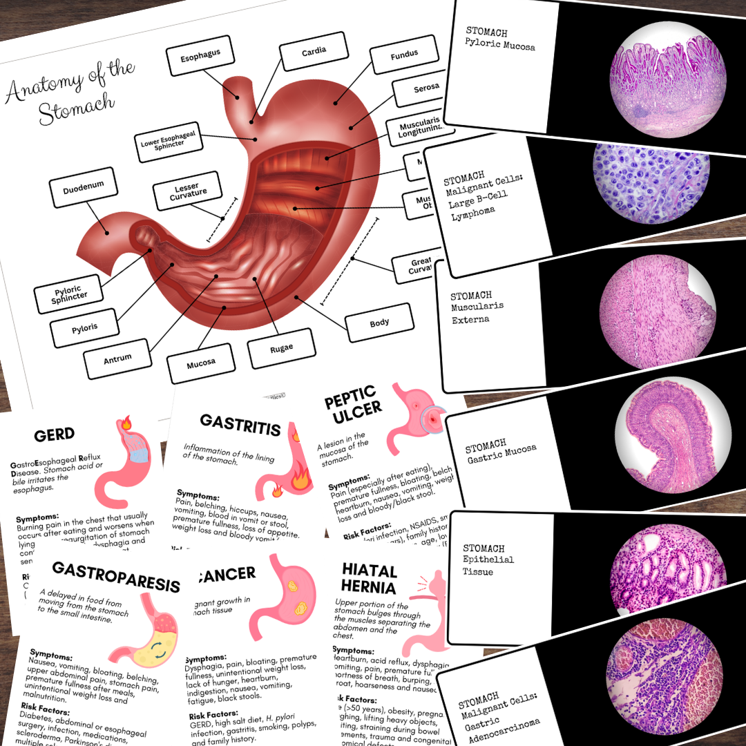 Anatomy Human Stomach Full Color Anatomically Correct 2d Dissection Savy Activities