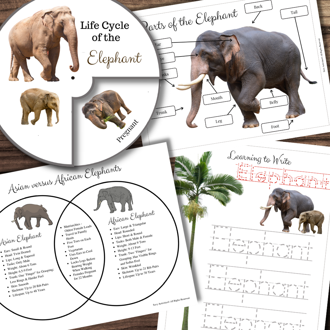 Montessori-Inspired ELEPHANT Life Cycle, Anatomy, Tracing & African/As ...