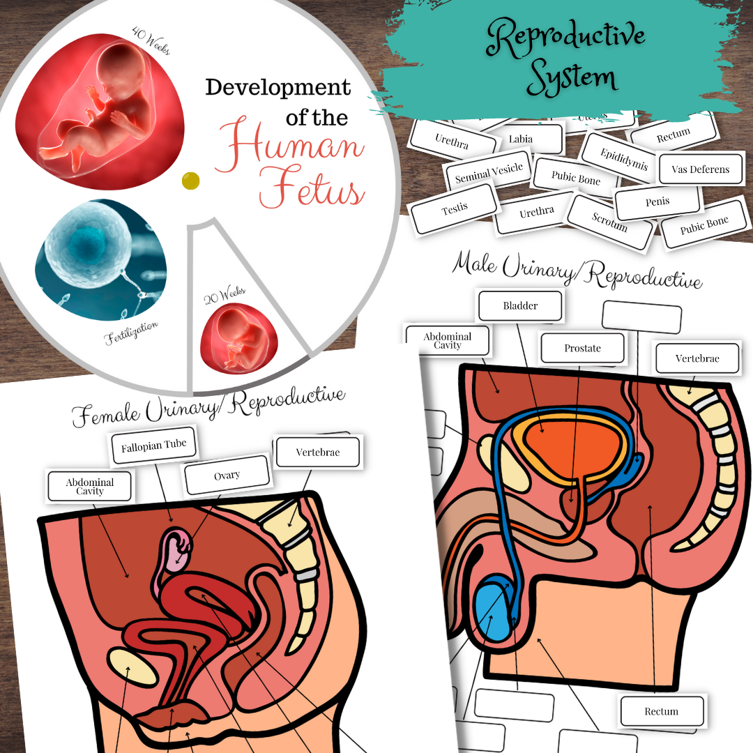 Human Anatomy Reproductive System Educational Structures Fetal Develop ...