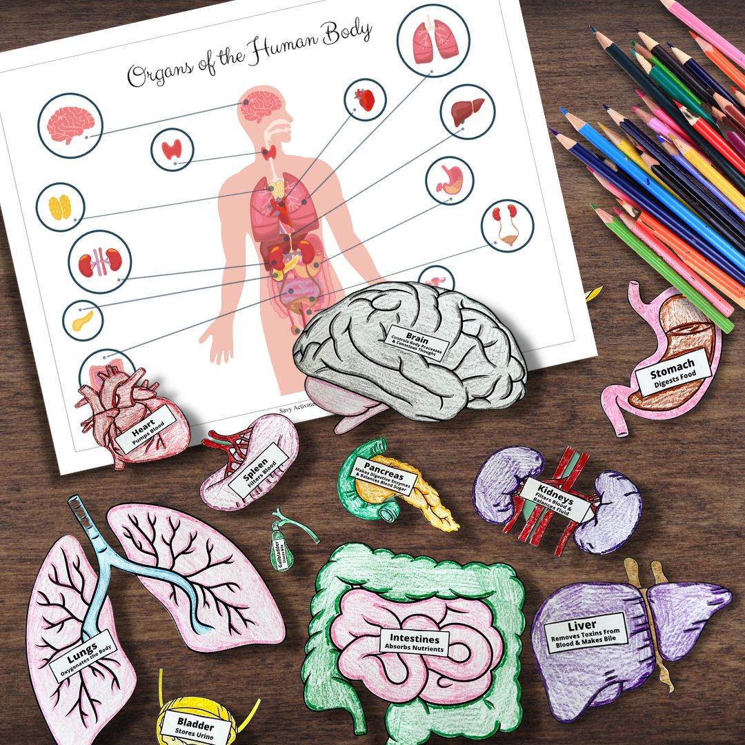 Human Body Organ Systems Worksheet Organ Systems Matching Worksheet