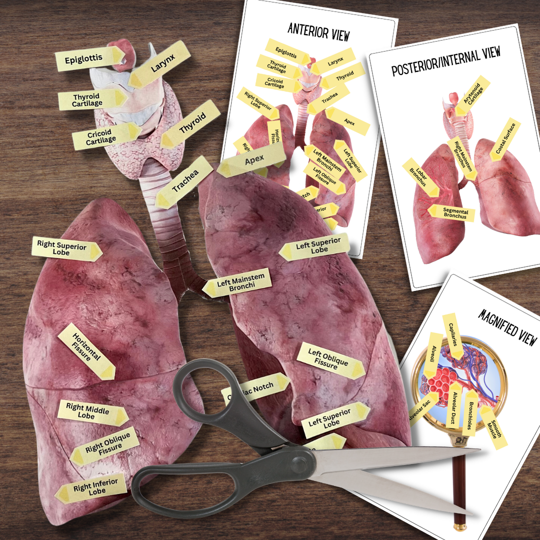 Anatomy Human Lungs Respiratory System Full Color Anatomically Corre