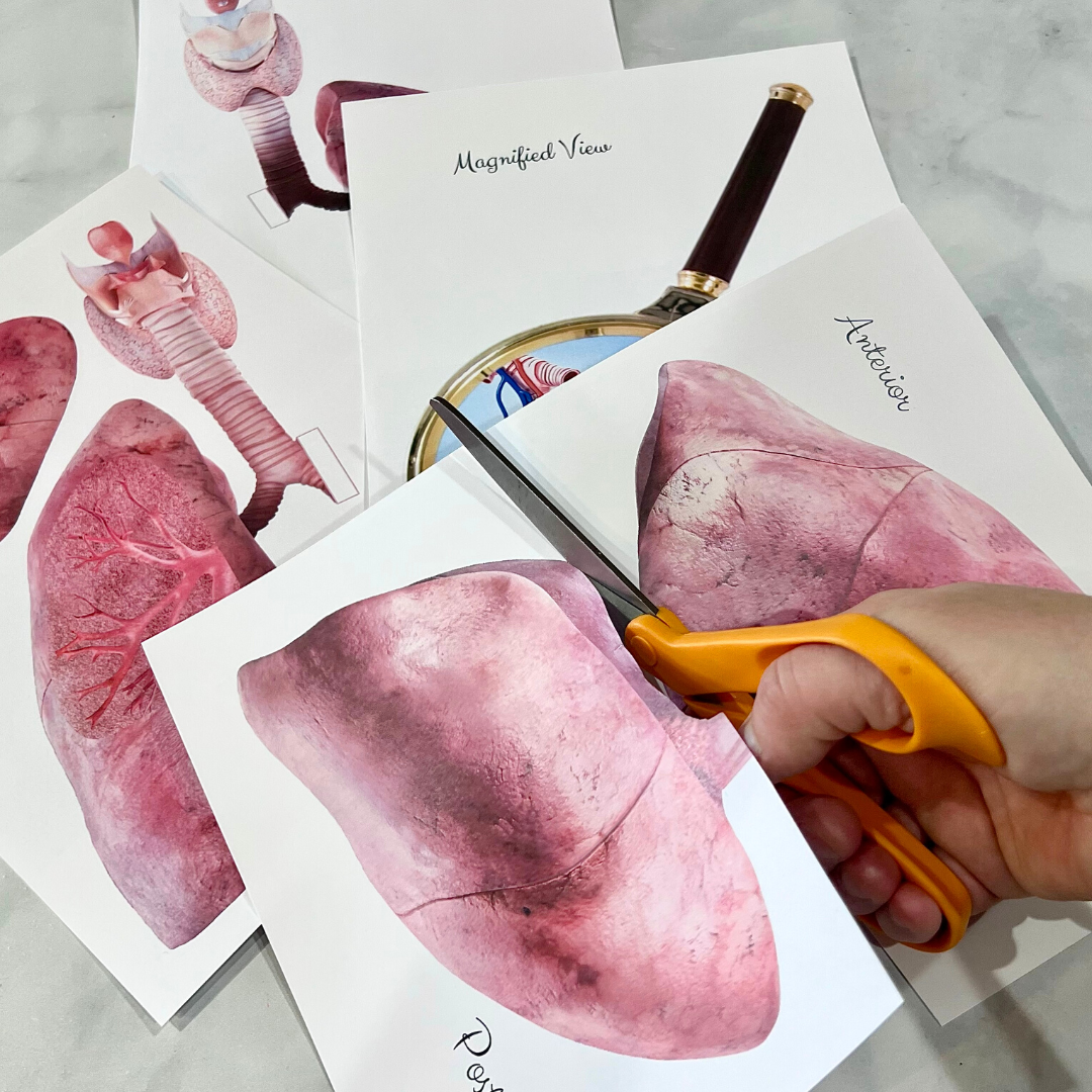 Anatomy Human Lungs Respiratory System Full Color Anatomically Corre