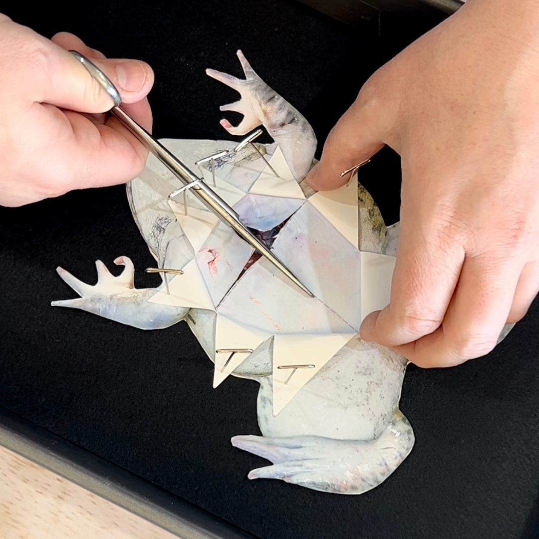 FROG Dissection ANATOMY | Muscular, Skeletal & Organs! 2D Paper Activi ...