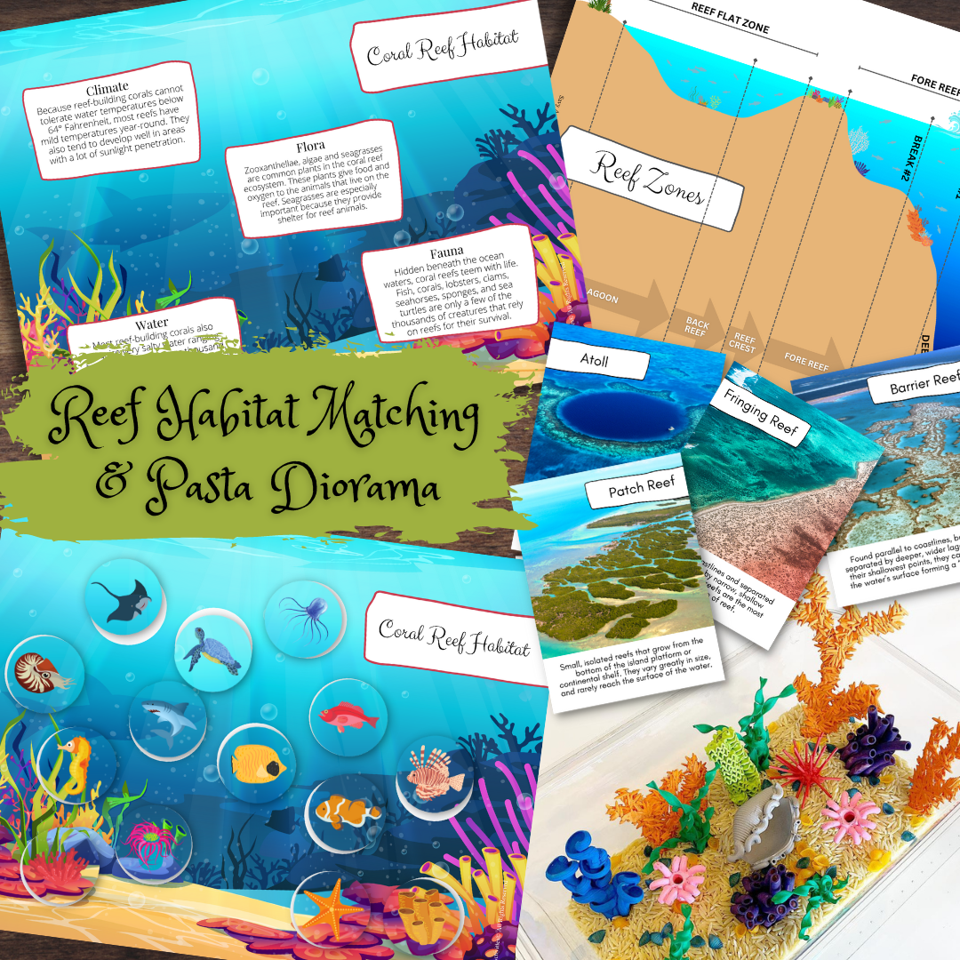 CORAL REEF Habitat Biome Study Matching Puzzle, 3-Part Cards, Diorama ...