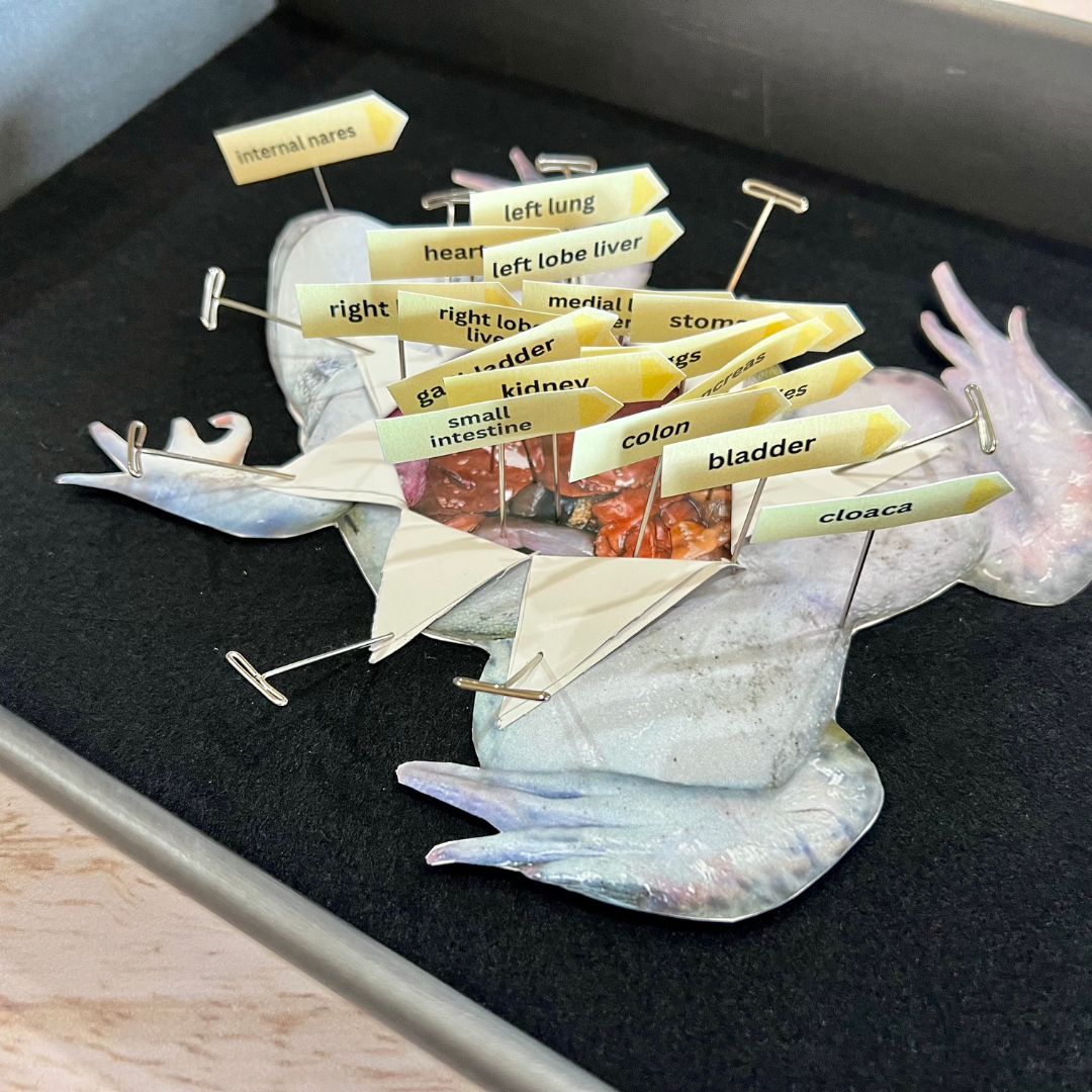 FROG Dissection ANATOMY | Muscular, Skeletal & Organs! 2D Paper Activi ...