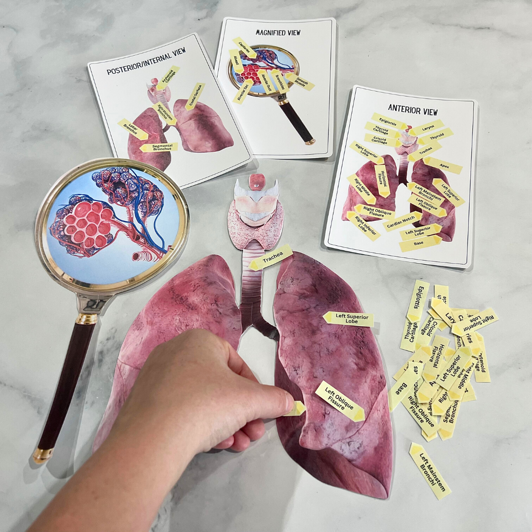 Anatomy Human Lungs Respiratory System Full Color Anatomically Corre