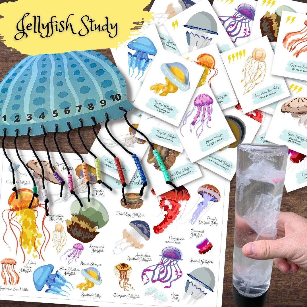 Jellyfish Study: Counting, Math, Poster, Anatomy, Cards & Craft – Savy ...