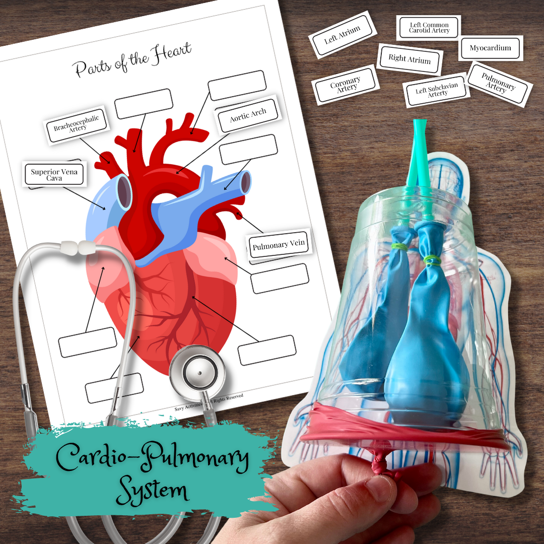 Human ANATOMY Heart, Lungs & Blood Educational Bundle Poster & Flashca ...
