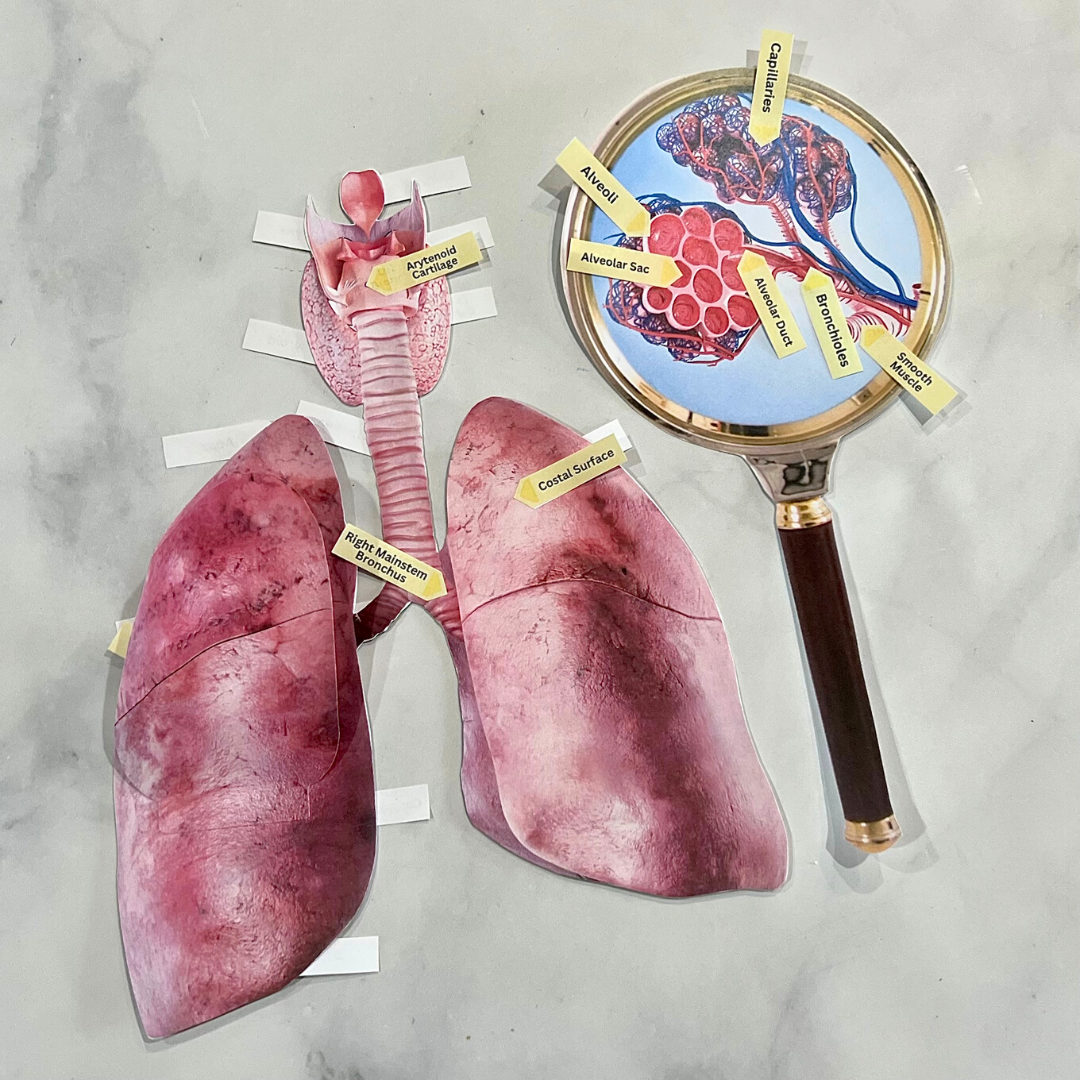 Anatomy Human Lungs Respiratory System Full Color Anatomically Corre