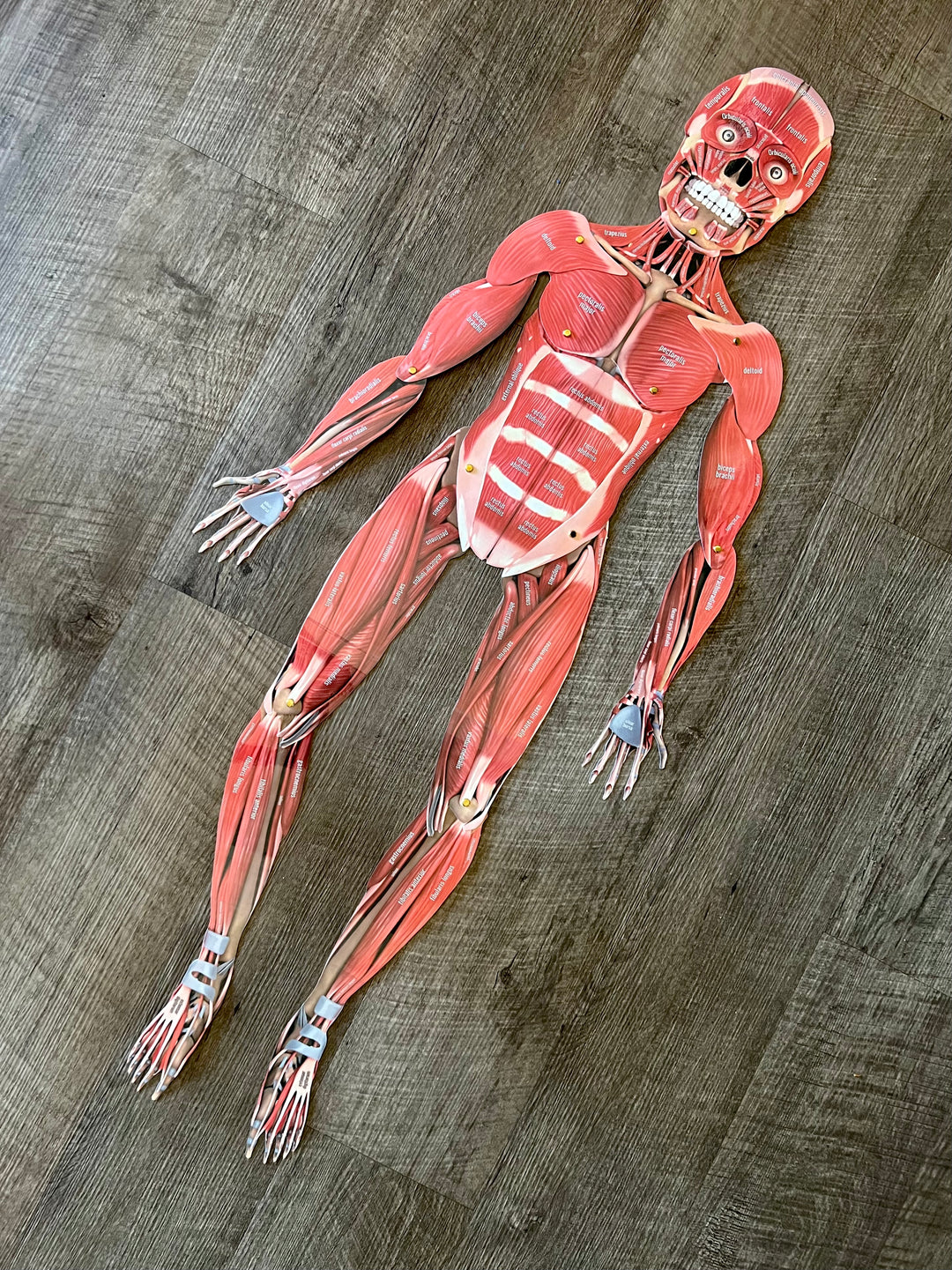 FULL (Child) Sized Anatomy Muscular System Connectable *Muscle Man* 48 ...