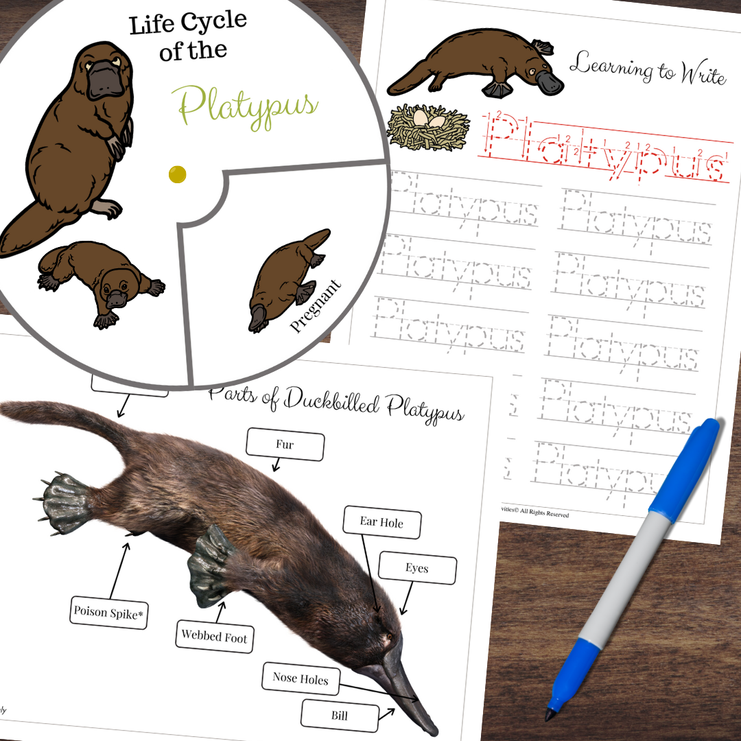 Montessori-Inspired PLATYPUS Life Cycle Anatomy Matching & Tracing Act ...