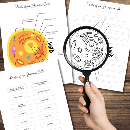 Anatomy & Physiology Human CELL Mini Study Bundle | Matching, Flashcar ...