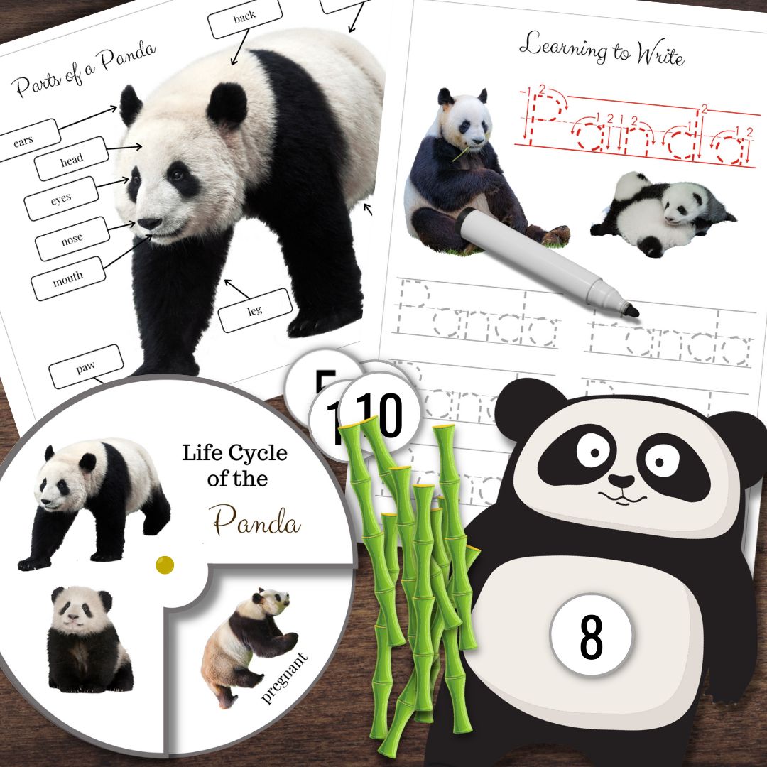 Montessori-Inspired Panda Life Cycle, Anatomy, Tracing & Counting Acti ...