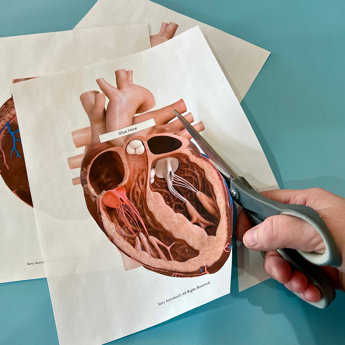Anatomy HUMAN HEART - Full Color Anatomically Correct 2D Dissection Ac ...