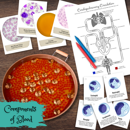 Human ANATOMY Heart, Lungs & Blood Educational Bundle Poster & Flashca ...