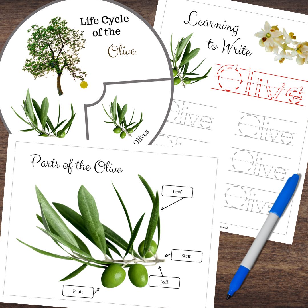 Montessori-Inspired Olive Life Cycle, Anatomy, Tracing & Sensory Activ ...